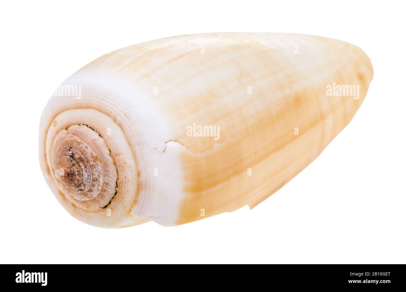 shell of conus snail isolated on white background Stock Photo - Alamy