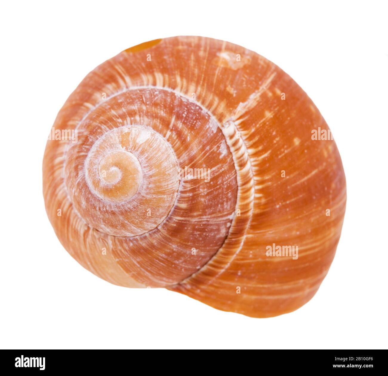 orange shell of snail isolated on white background Stock Photo - Alamy