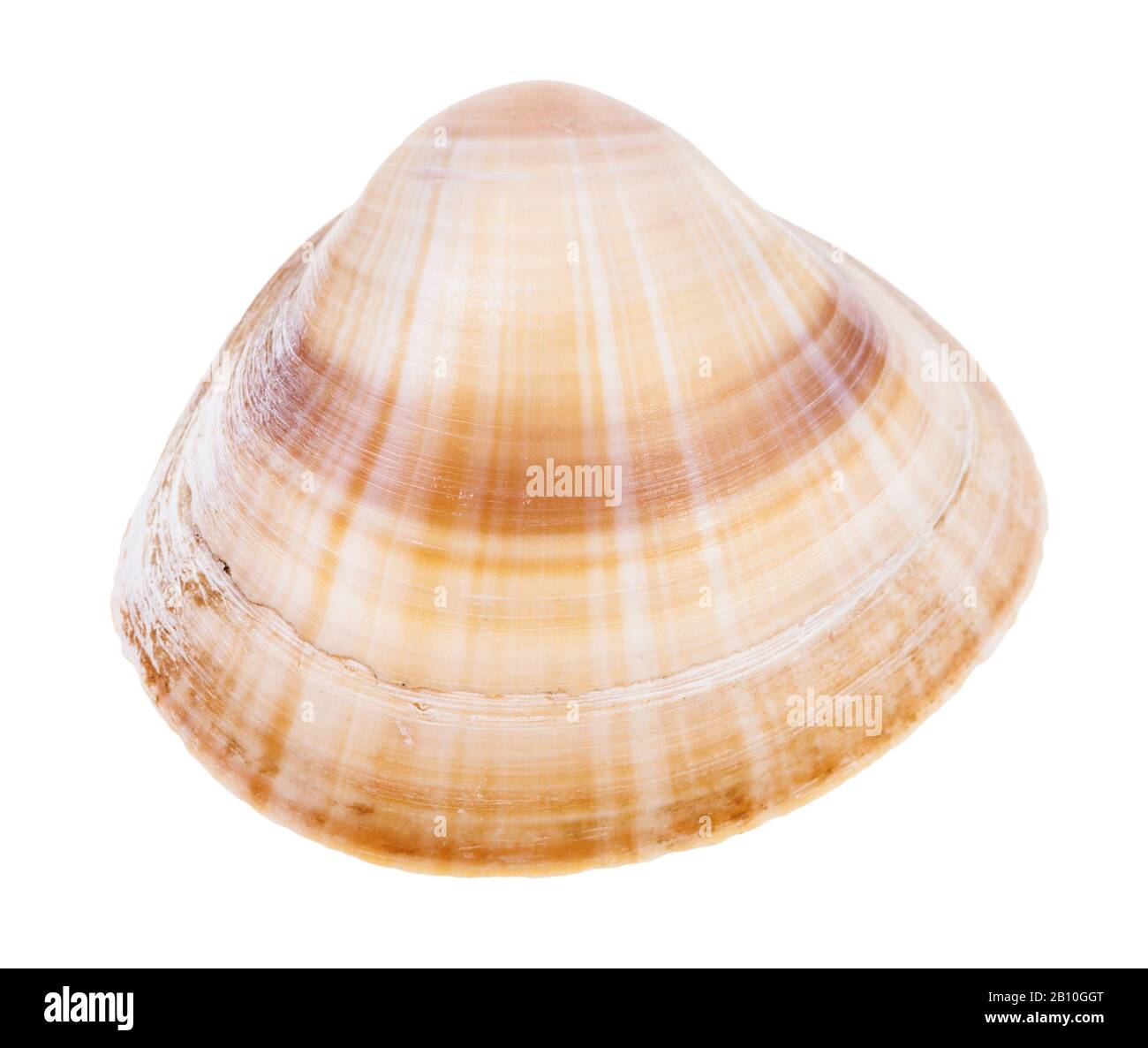 striped light brown shell of clam isolated on white background Stock ...