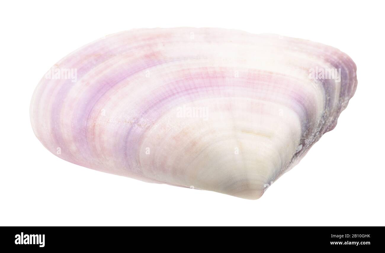 violet shell of clam isolated on white background Stock Photo - Alamy