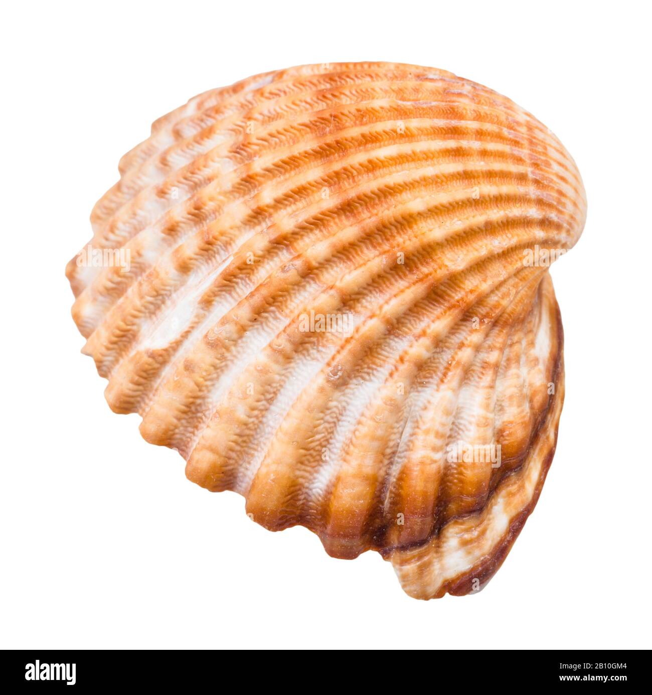 brown shell of cockle isolated on white background Stock Photo - Alamy
