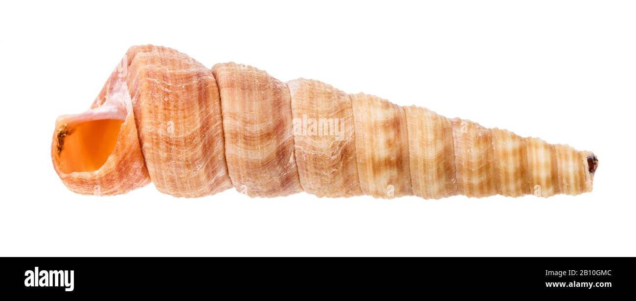 empty shell of turritella mollusk isolated on white background Stock ...