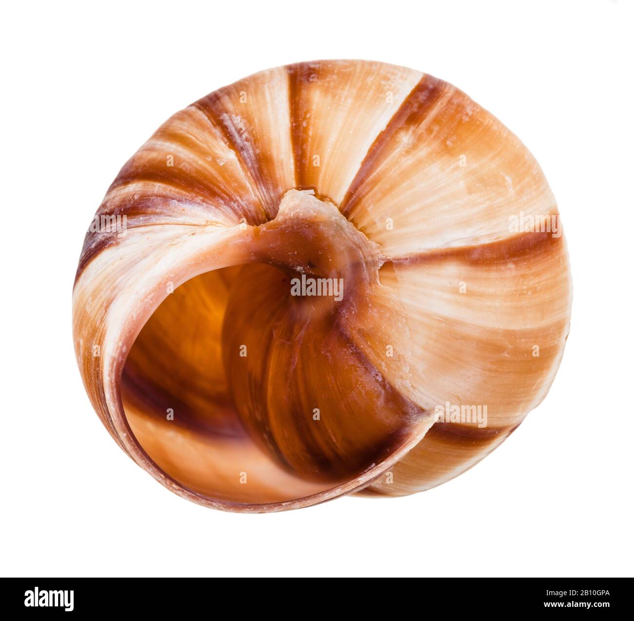 empty shell of roman snail isolated on white background Stock Photo - Alamy