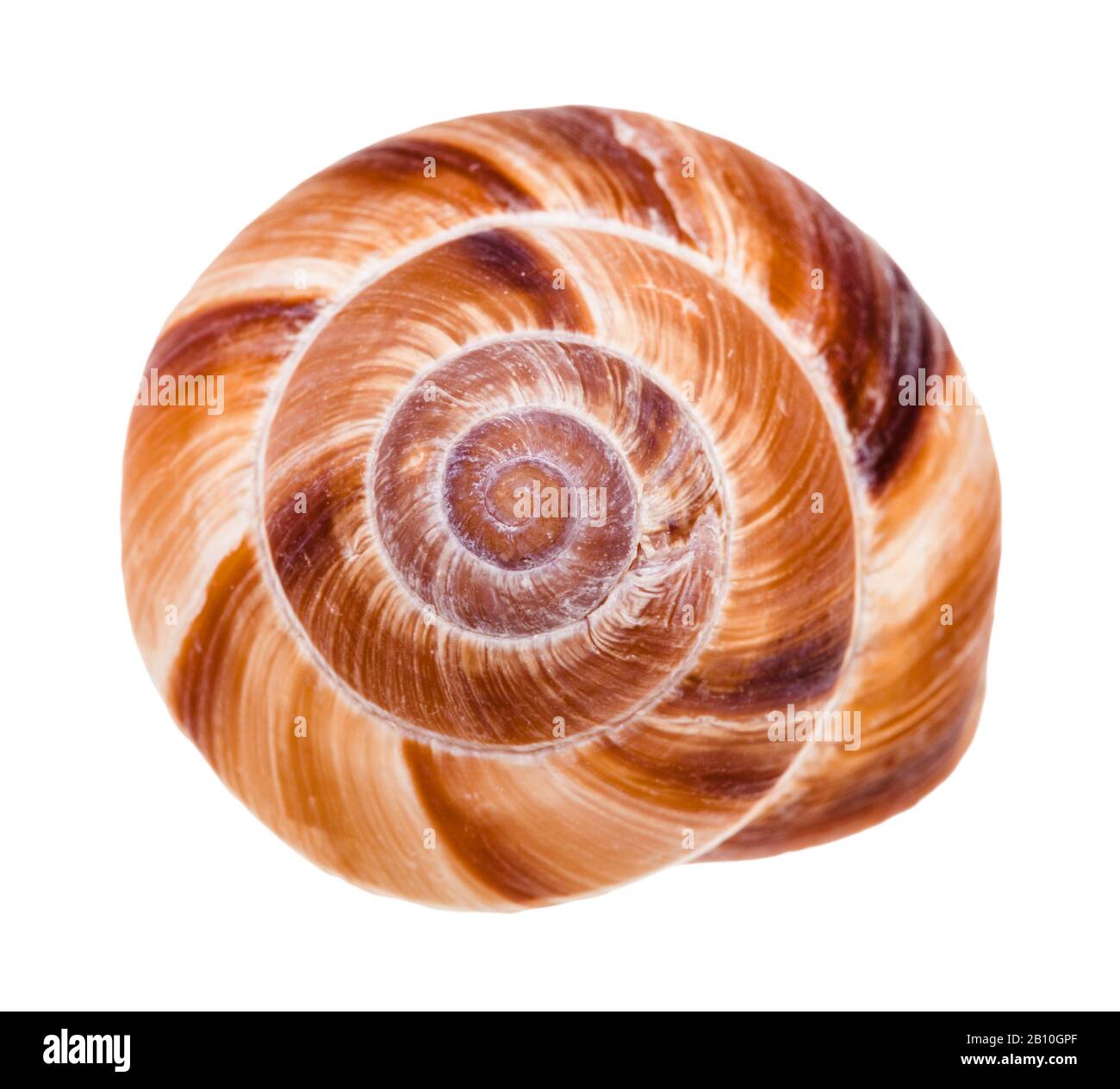 helix shell of roman snail isolated on white background Stock Photo - Alamy