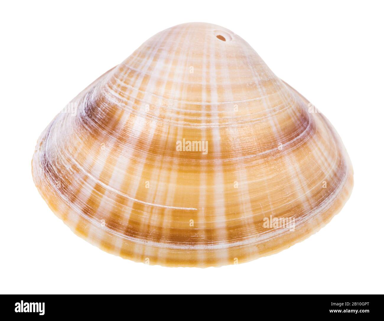 striped brown shell of clam perforated for making beads isolated on ...