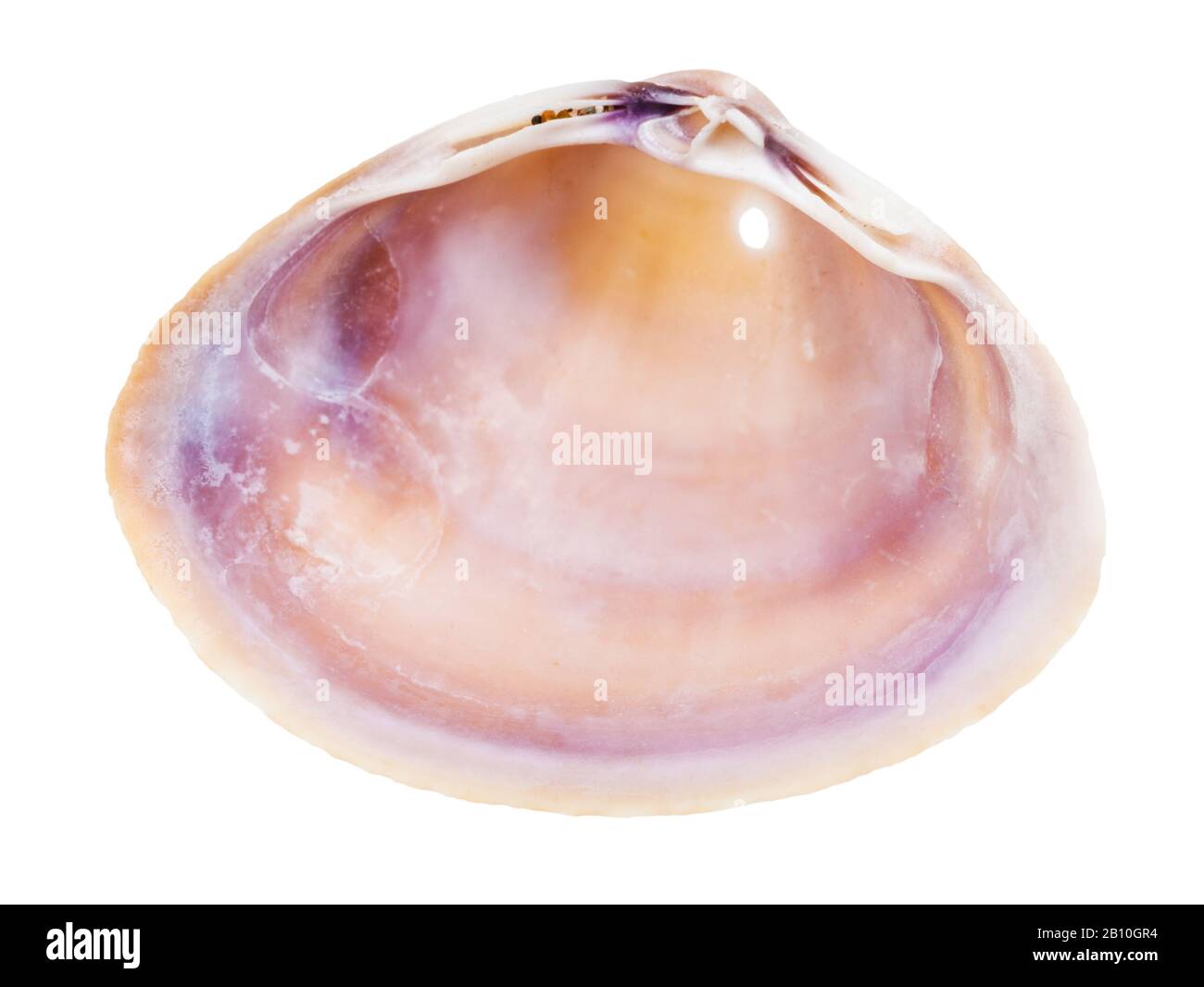 empty pink shell of clam perforated for making beads isolated on white ...