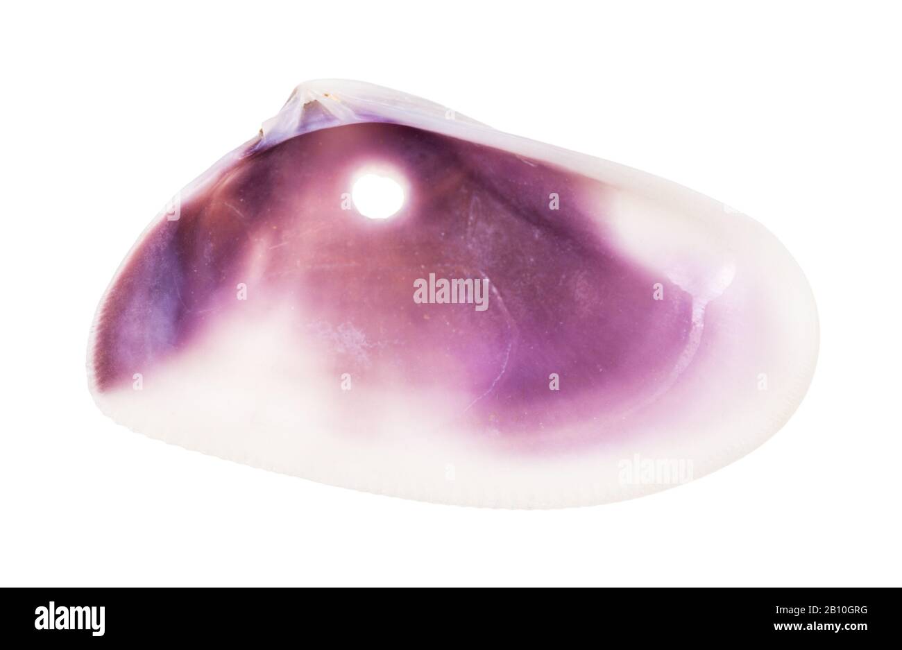 Clam shell hole hi-res stock photography and images - Alamy