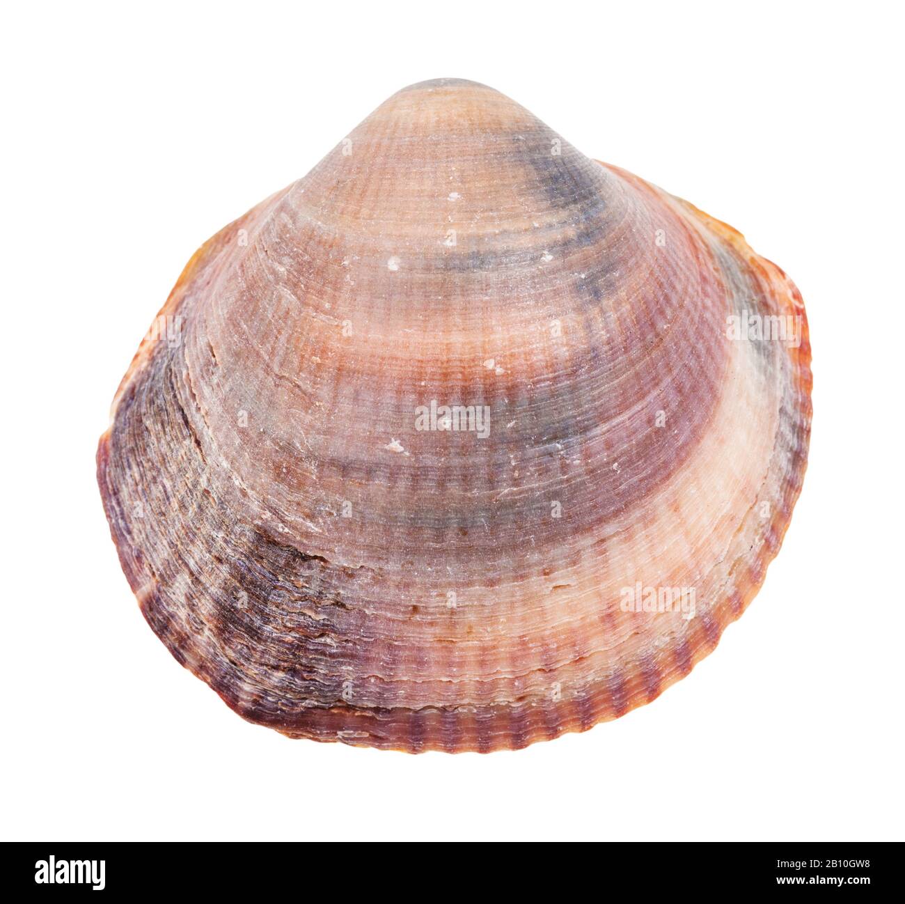 red brown conch of clam isolated on white background Stock Photo - Alamy