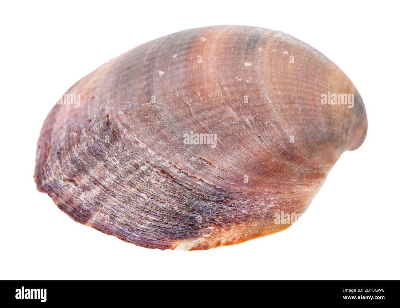 red brown shell of clam isolated on white background Stock Photo - Alamy