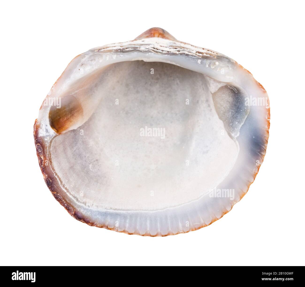 old empty shell of clam isolated on white background Stock Photo - Alamy