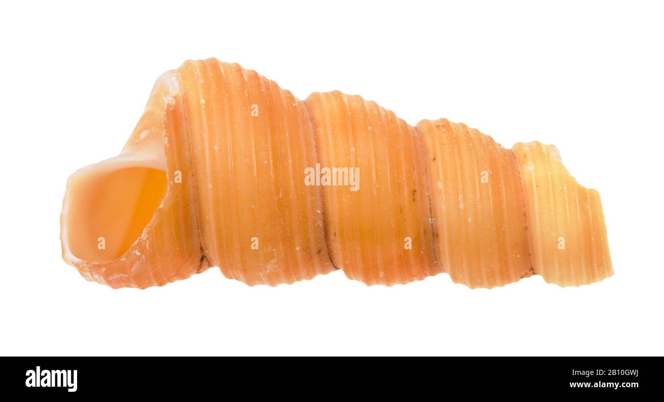 Turritellidae Shell High Resolution Stock Photography and Images - Alamy
