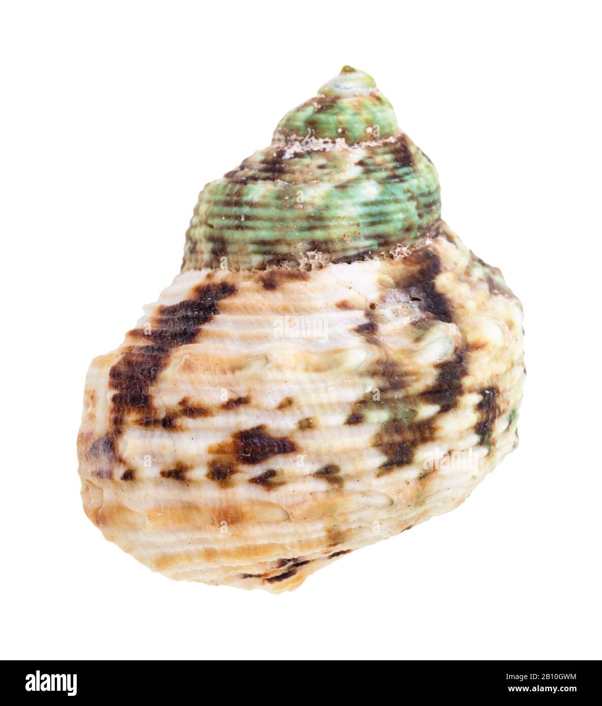green and brown spotted shell of whelk mollusc isolated on white ...