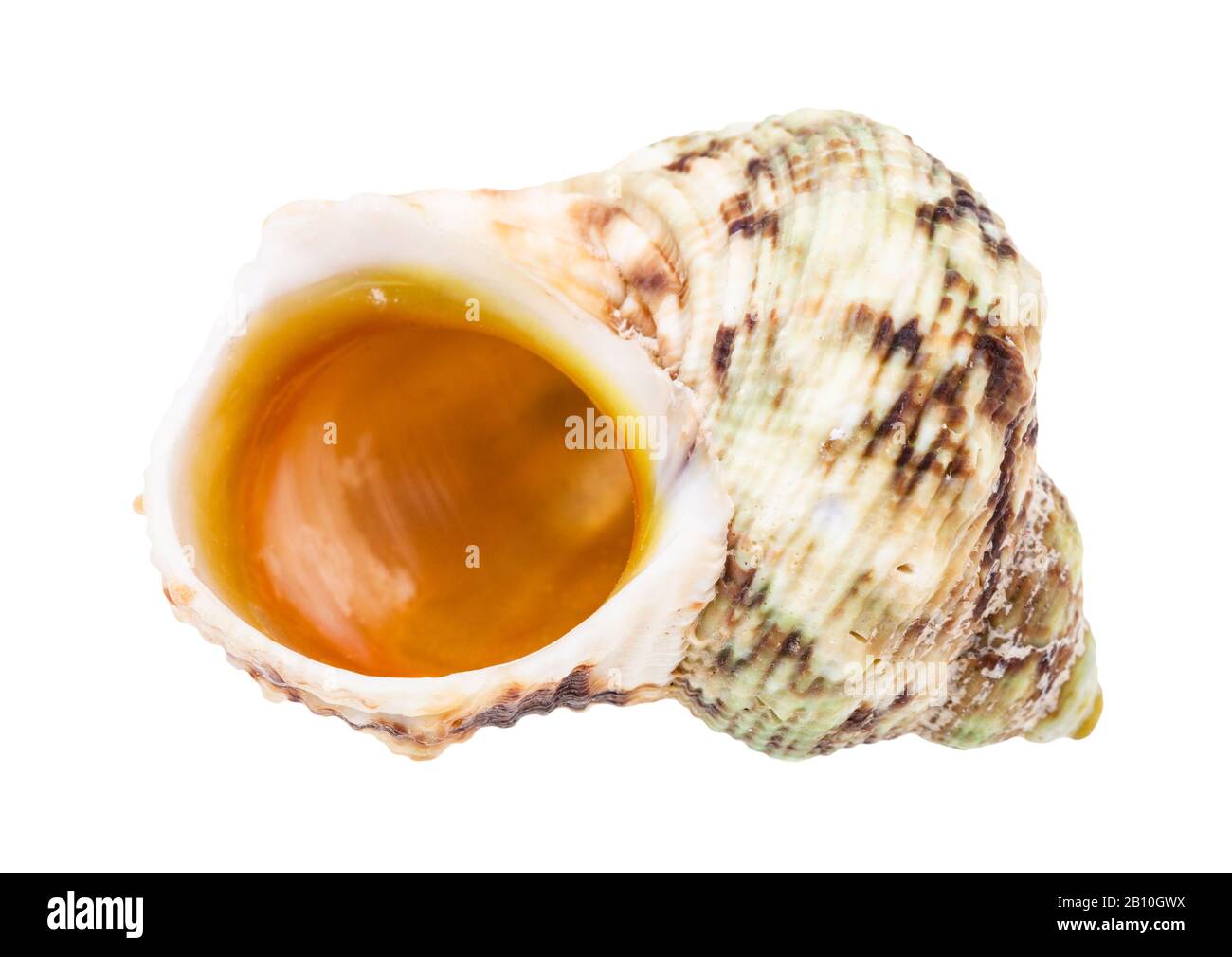 empty green and brown shell of whelk mollusc isolated on white ...