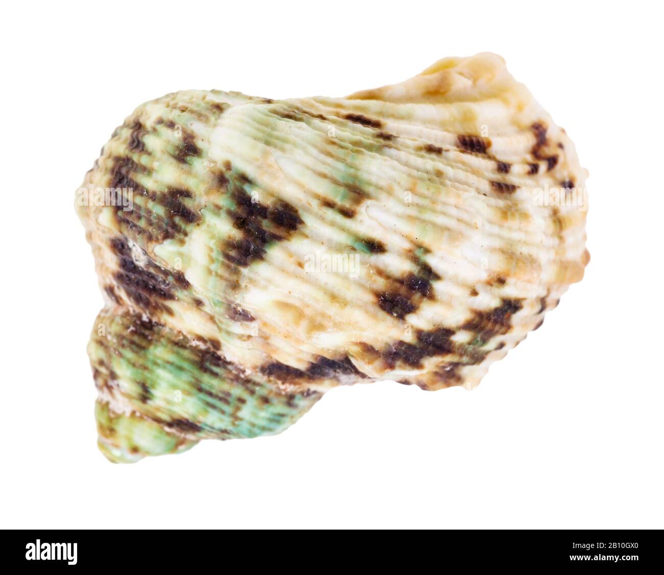 green and brown spotted conch of whelk mollusc isolated on white ...