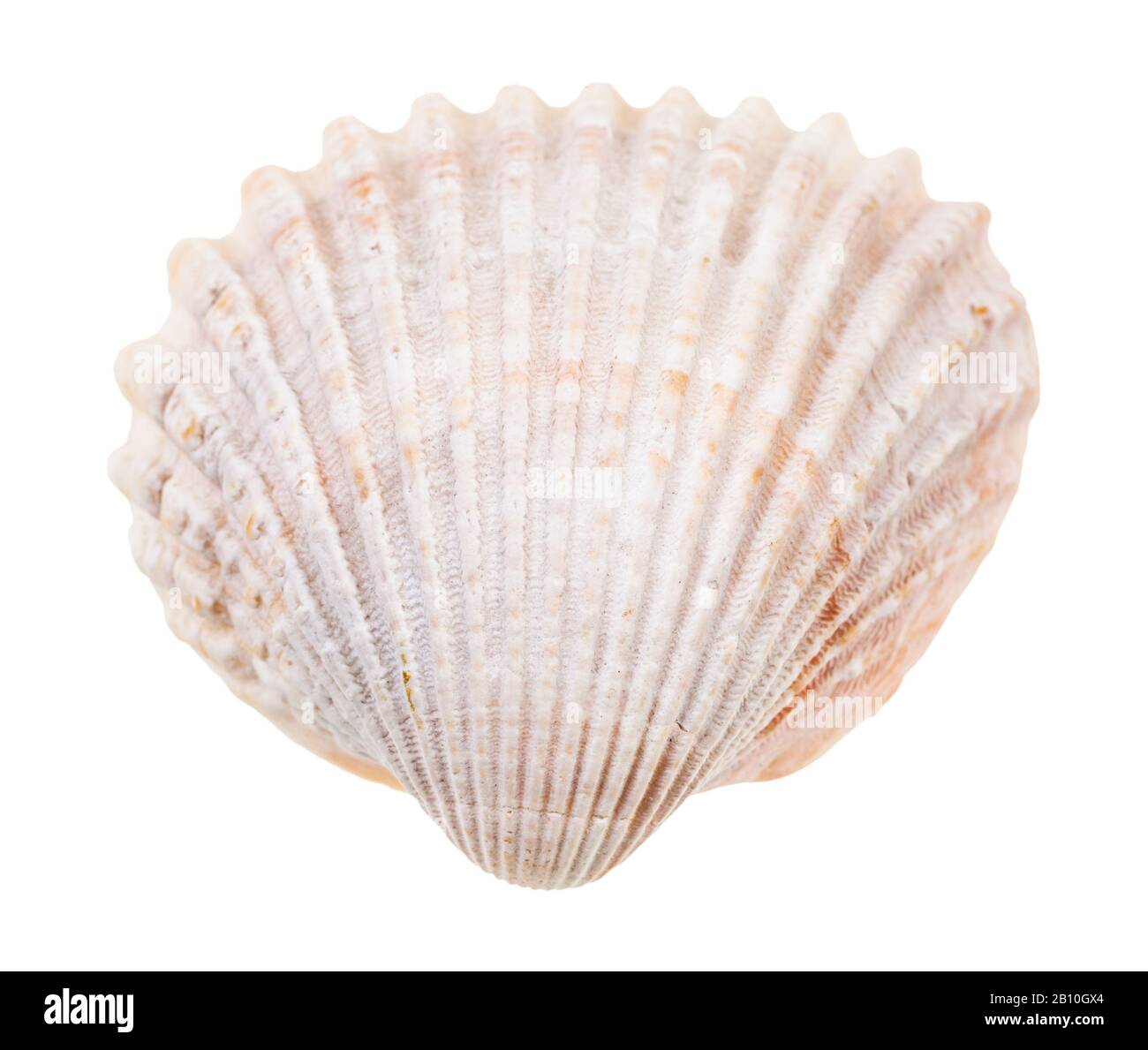 Pink conch hi-res stock photography and images - Alamy