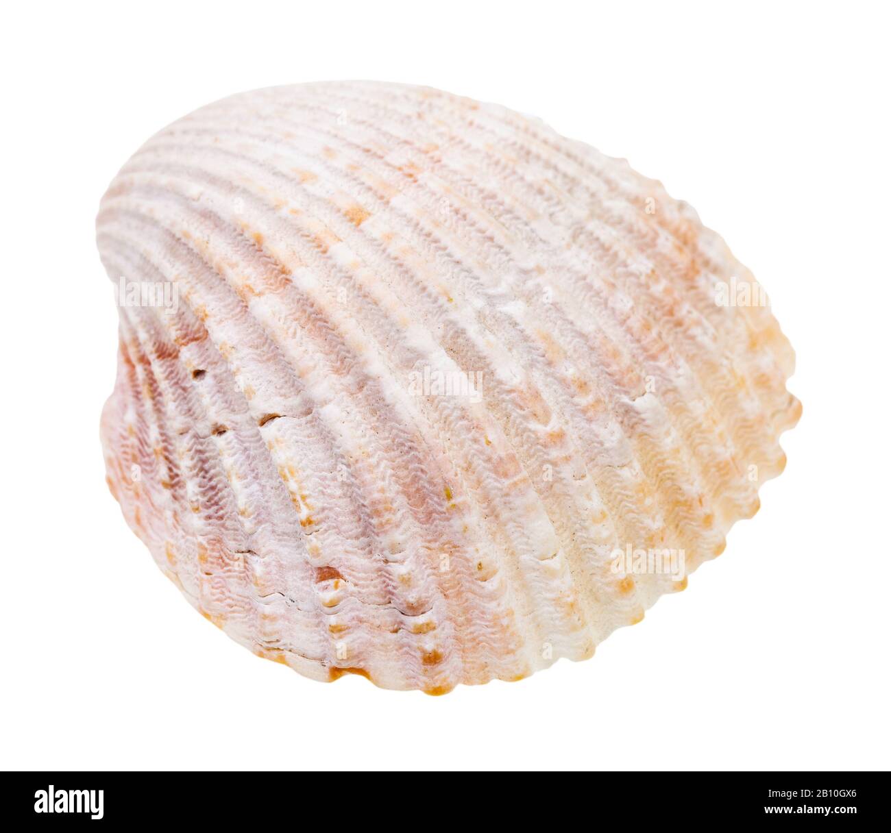 pink shell of cockle isolated on white background Stock Photo - Alamy
