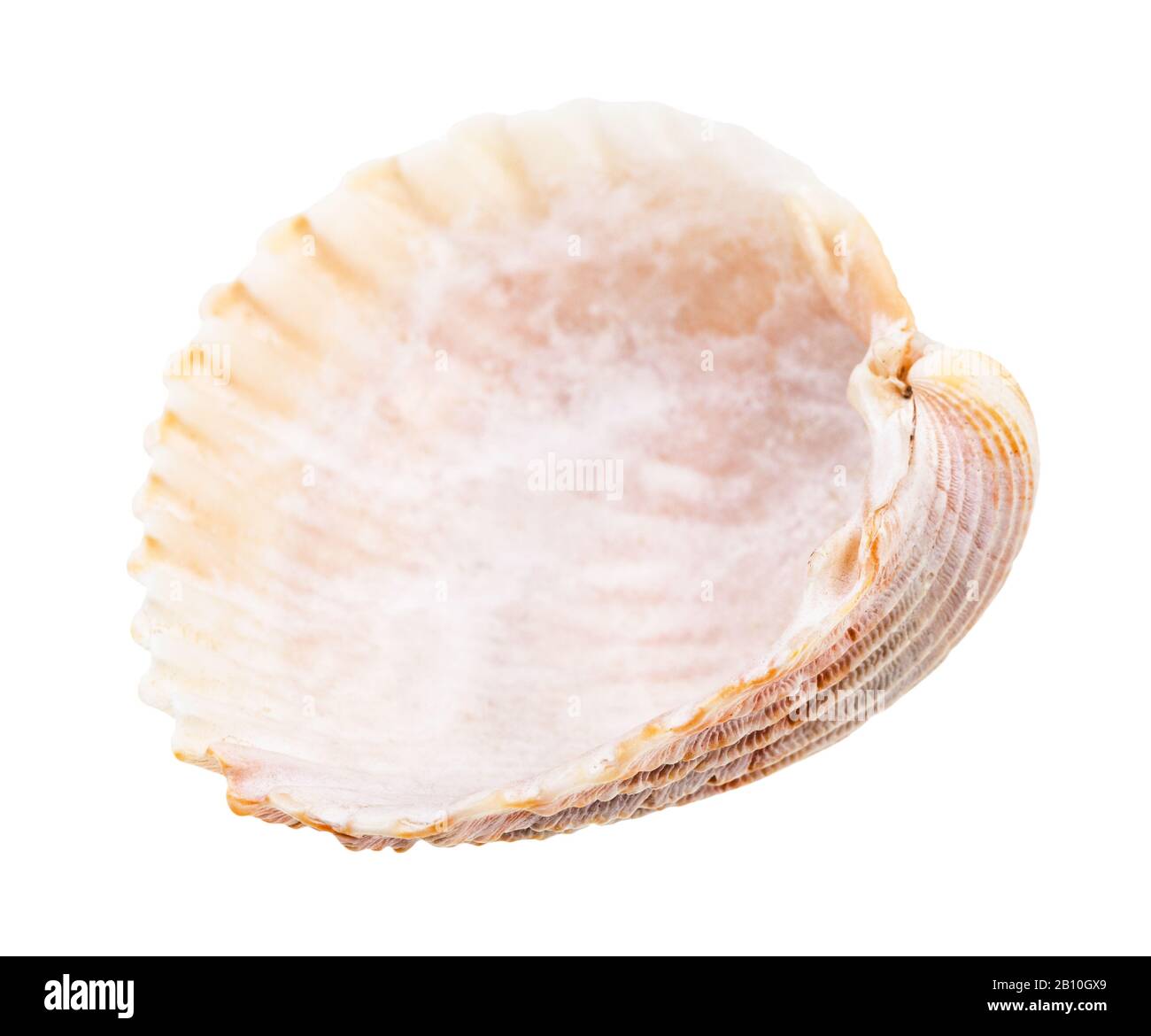 empty pink shell of cockle isolated on white background Stock Photo - Alamy
