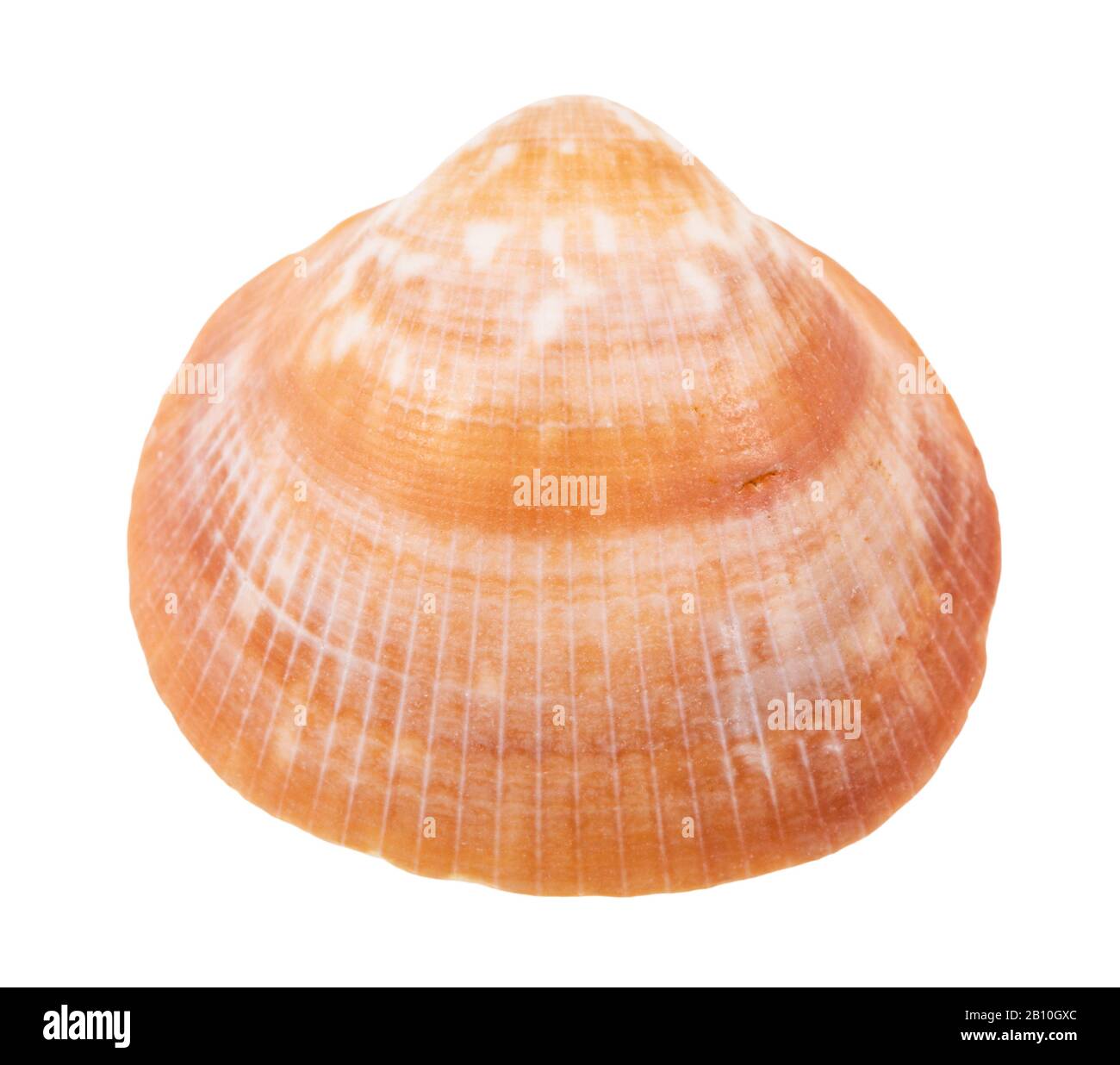 orange brown conch of clam isolated on white background Stock Photo - Alamy