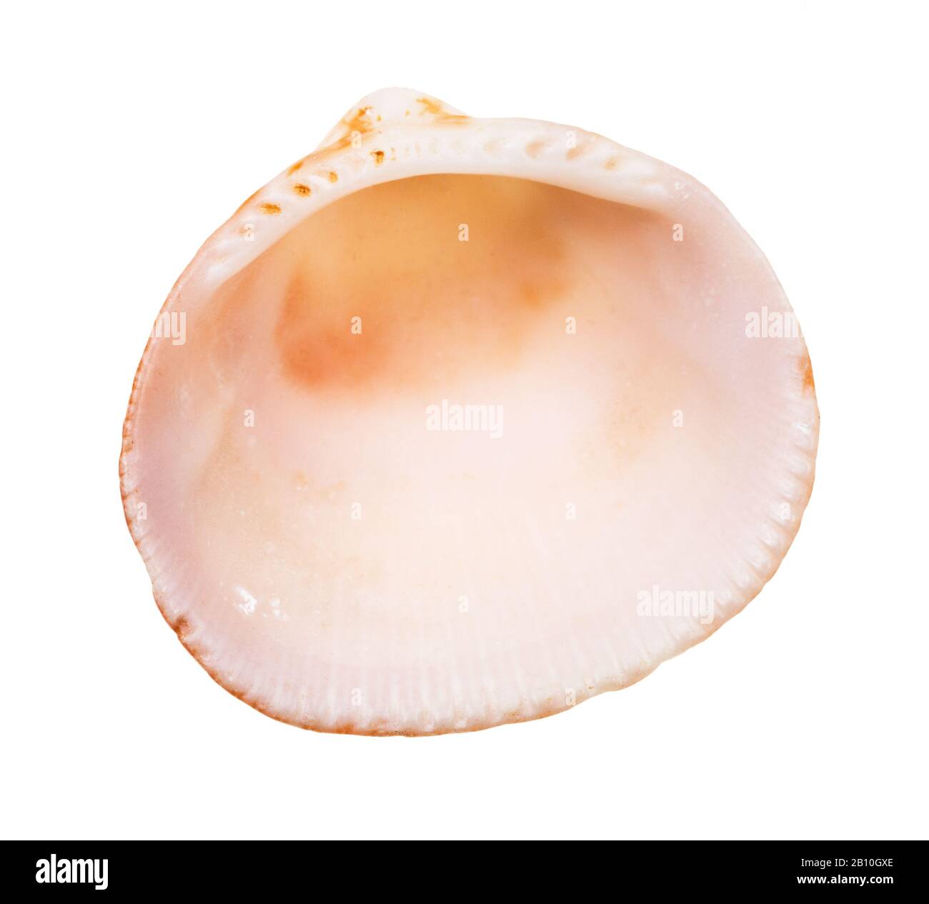 empty orange and pink shell of cockle isolated on white background ...