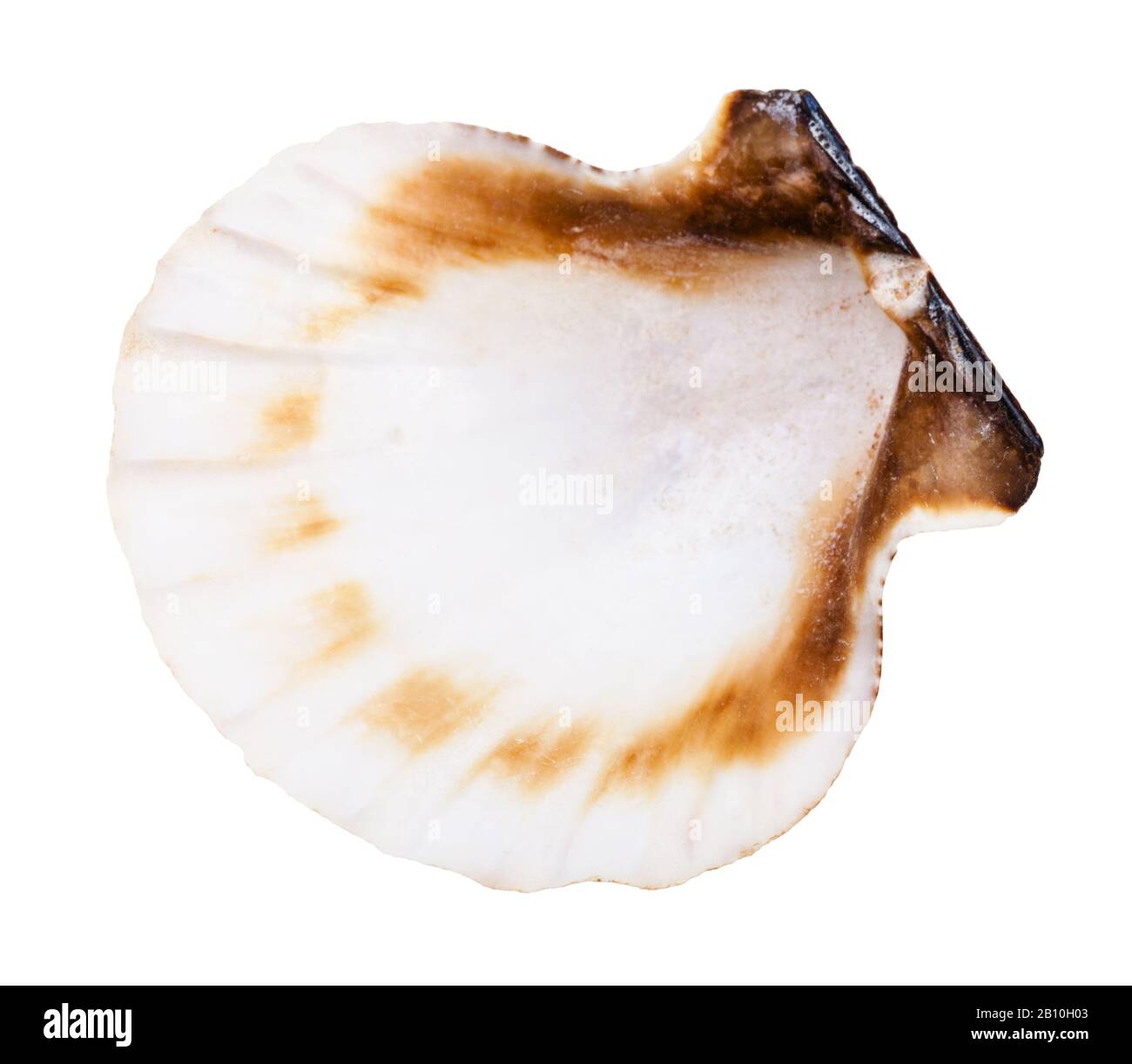 empty shell of scallop isolated on white background Stock Photo - Alamy