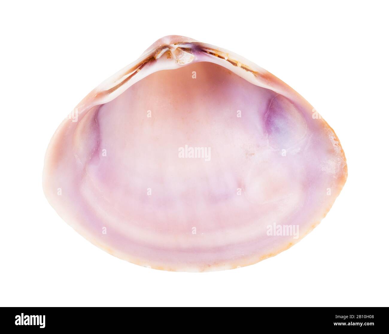 empty pink violet shell of clam isolated on white background Stock ...
