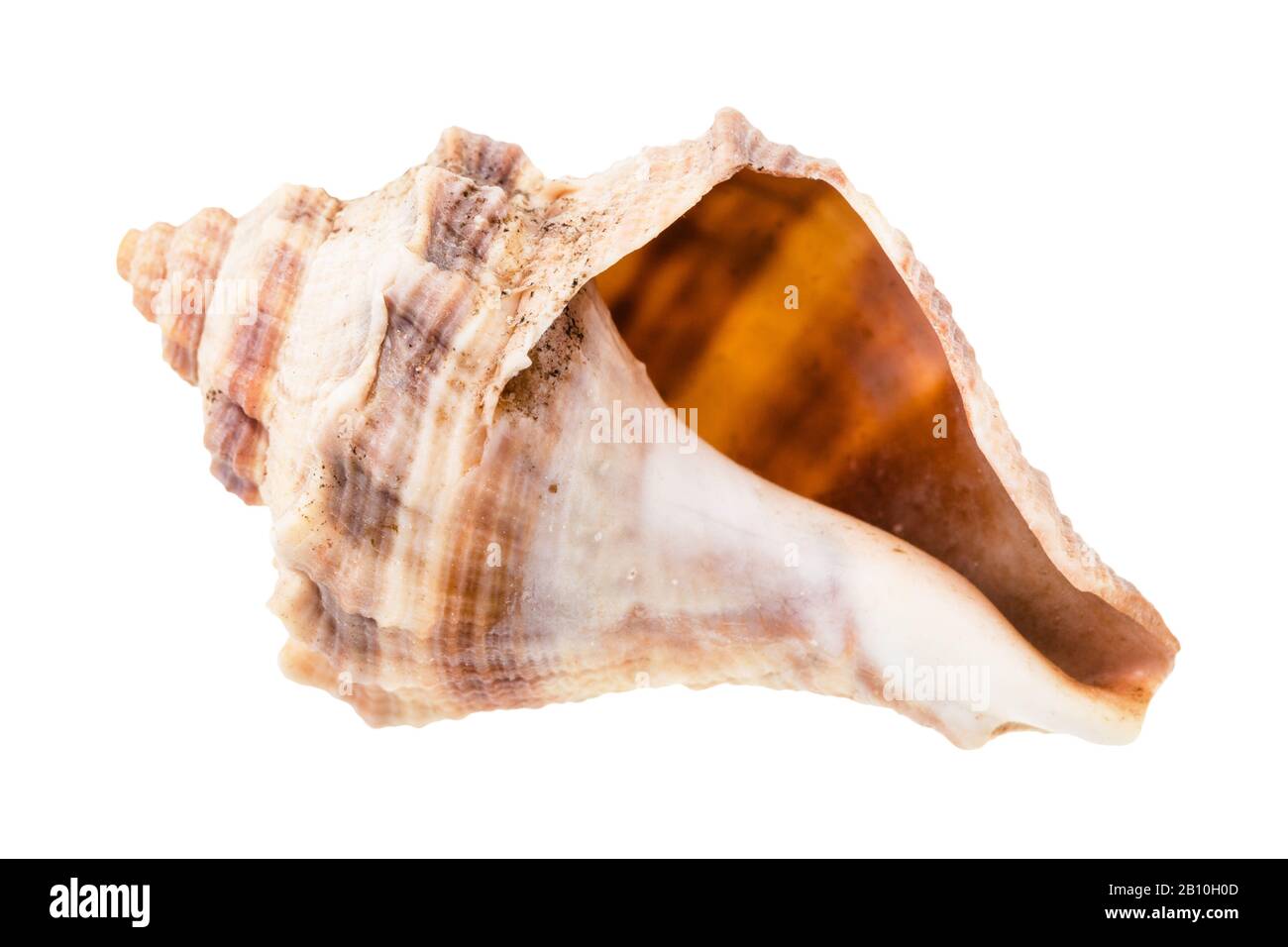empty brown shell of whelk mollusk isolated on white background Stock ...
