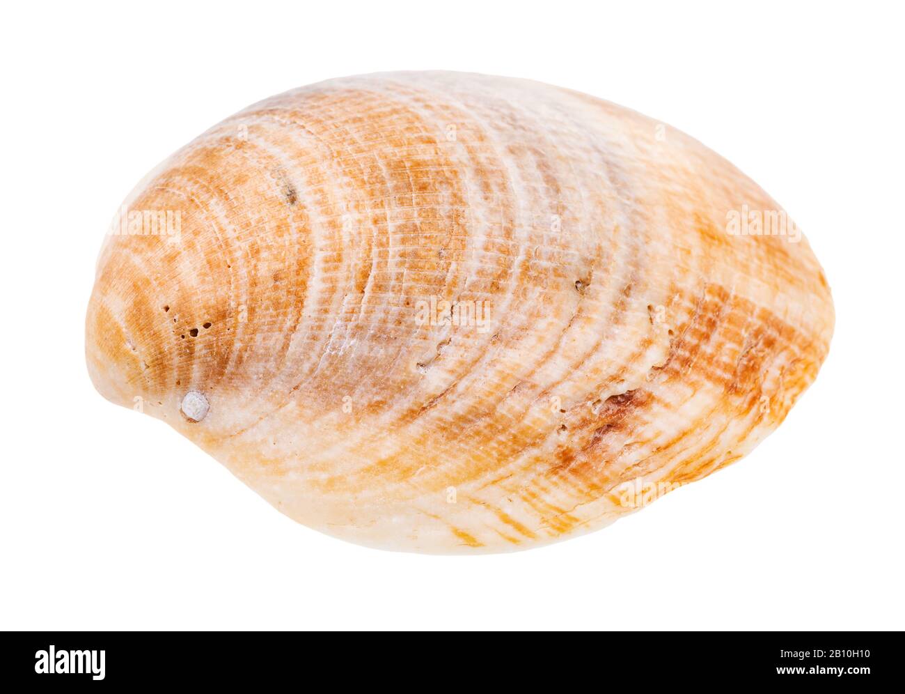 old yellow brown shell of clam isolated on white background Stock Photo ...