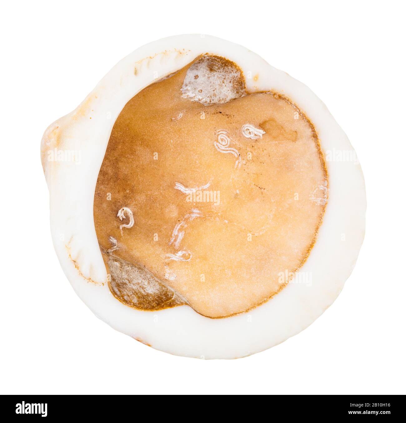 empty old yellow brown shell of clam isolated on white background Stock ...