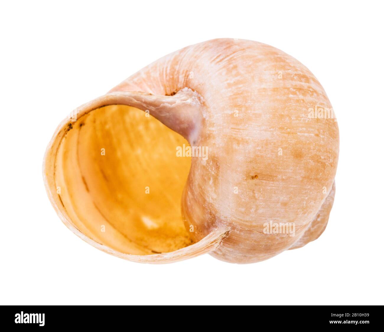 empty shell of land snail isolated on white background Stock Photo - Alamy