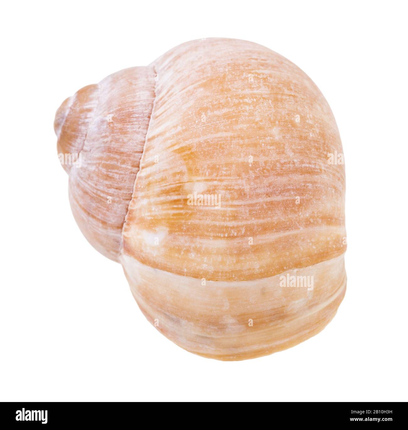 front view of shell of land snail isolated on white background Stock ...