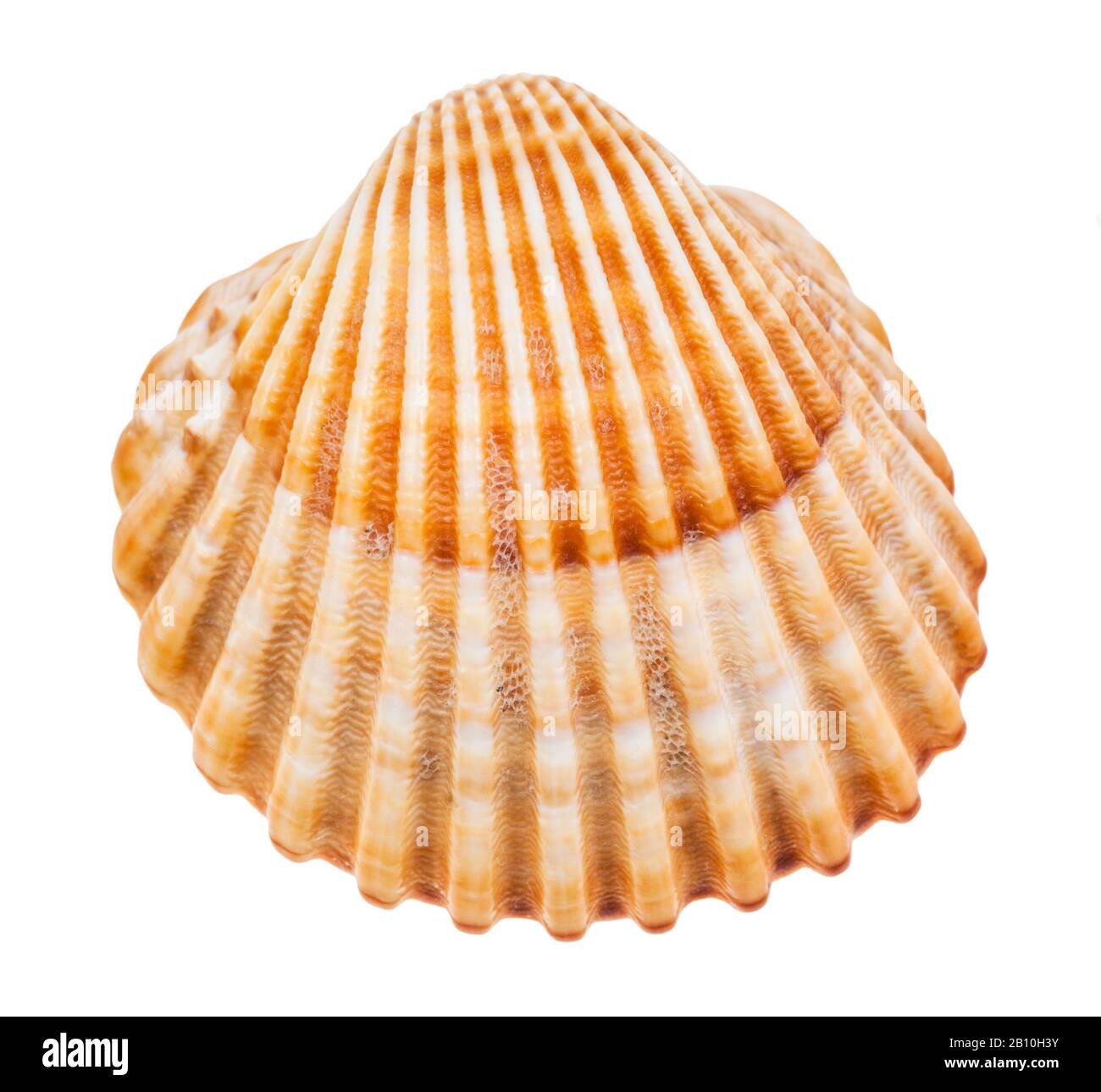yellow brown seashell of cockle isolated on white background Stock ...