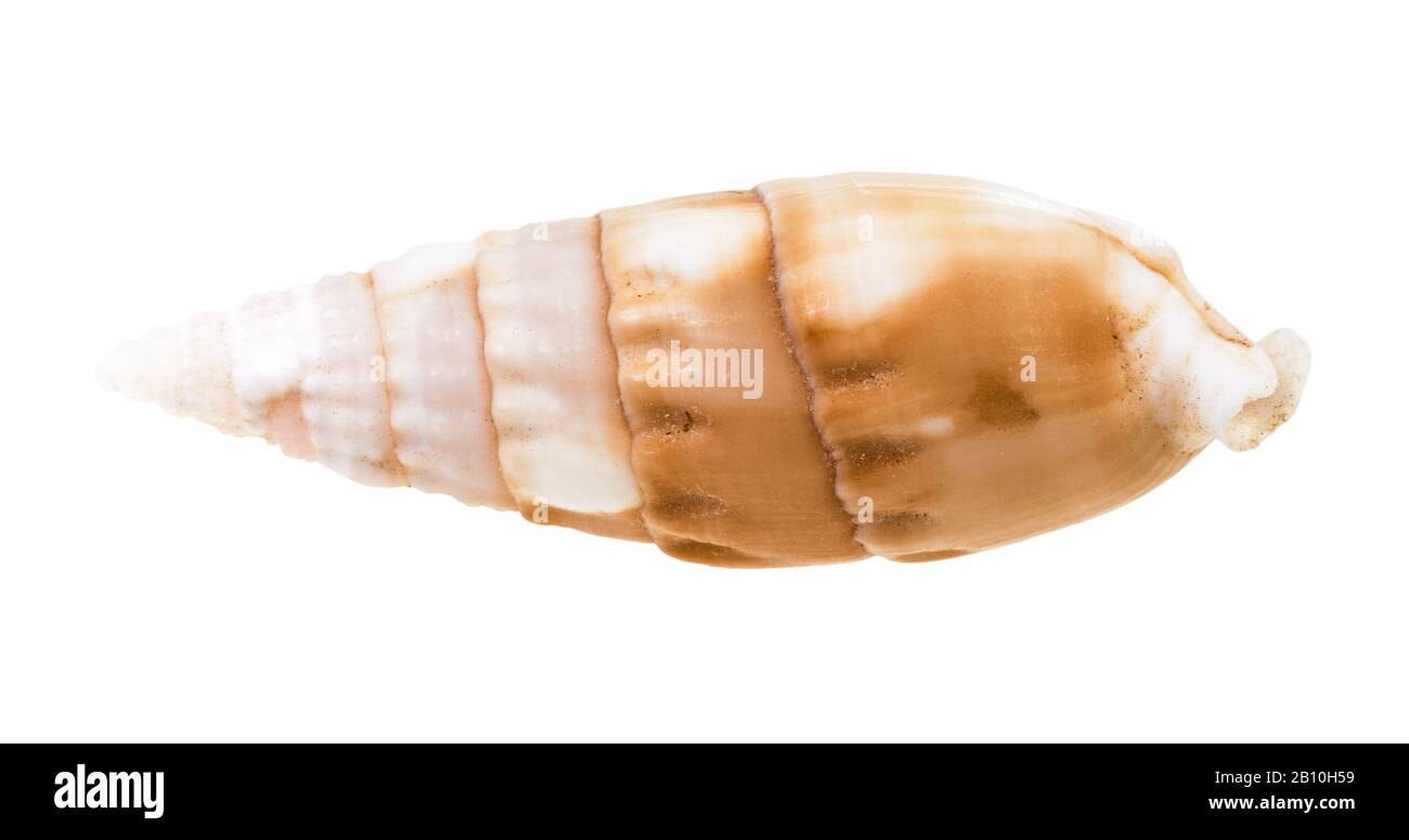 shell of cerith mollusc isolated on white background Stock Photo - Alamy
