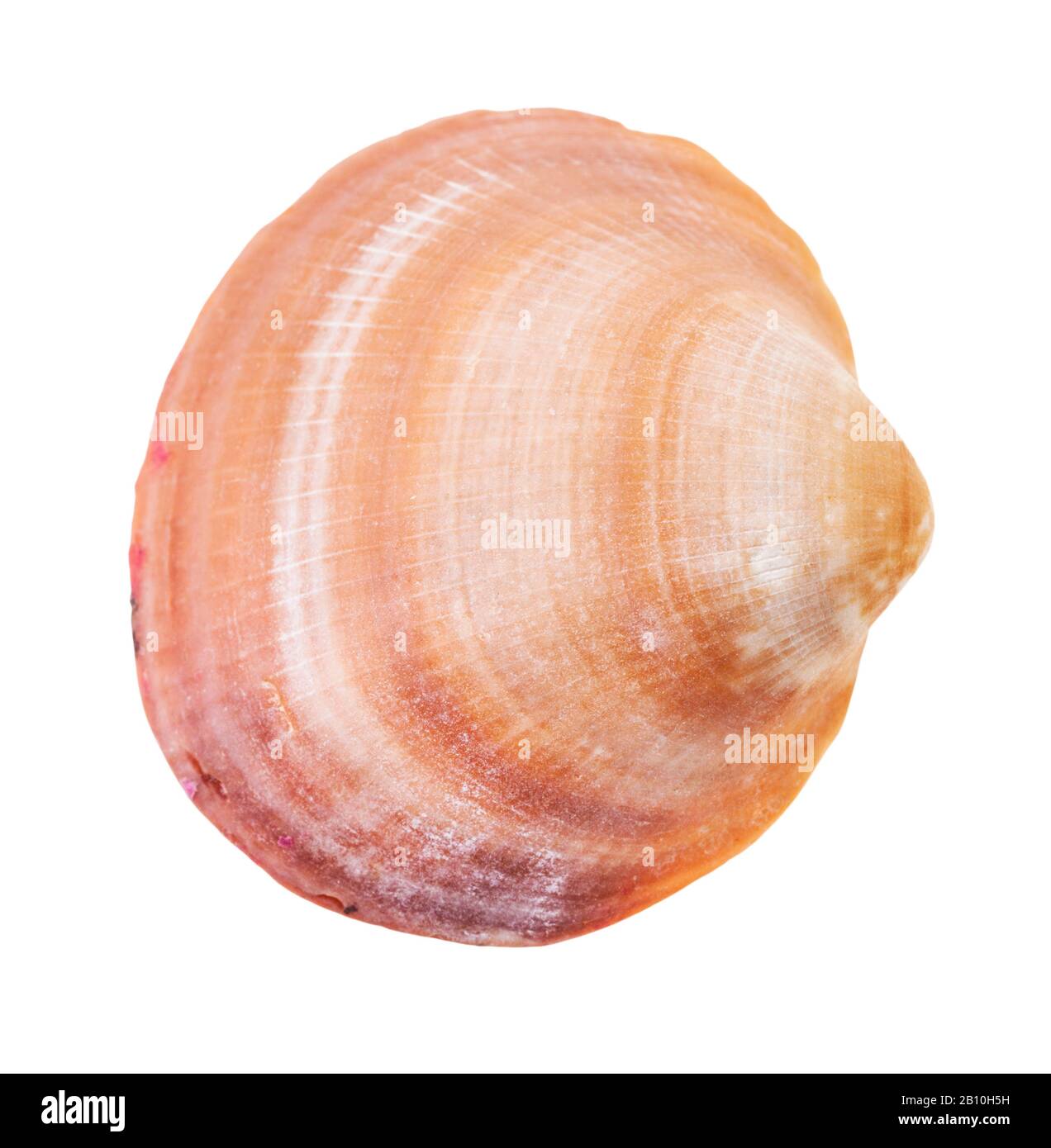 orange brown shell of clam isolated on white background Stock Photo - Alamy