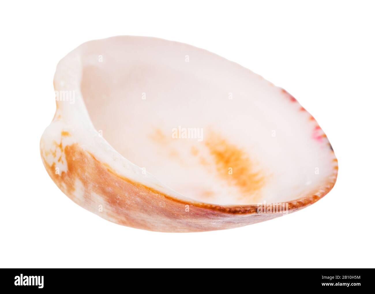 empty orange brown shell of cockle isolated on white background Stock ...