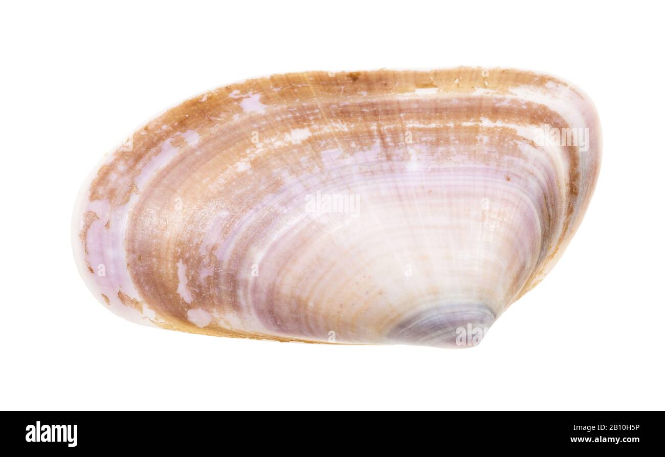 shell of clam isolated on white background Stock Photo - Alamy
