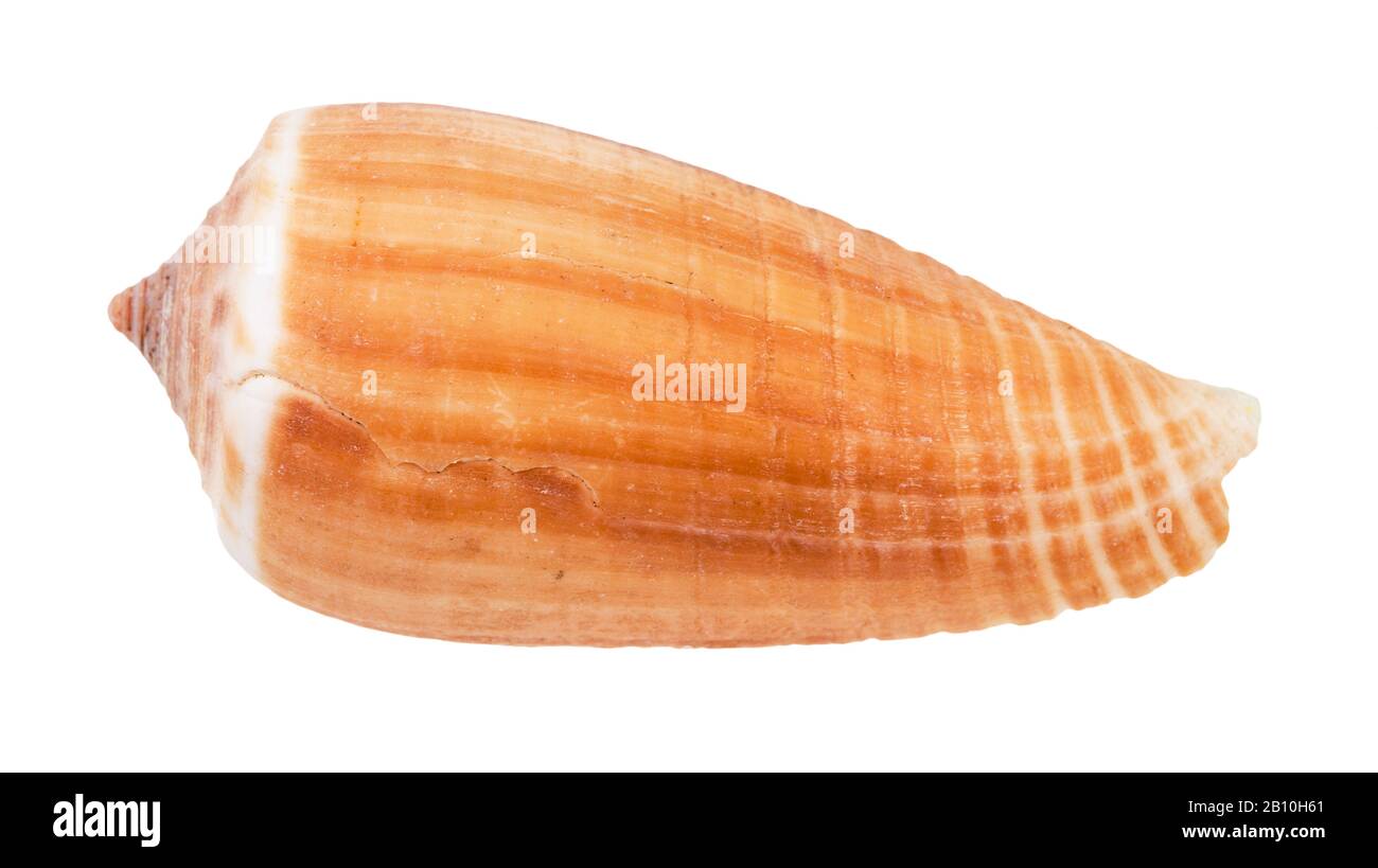 shell of cone snail isolated on white background Stock Photo - Alamy