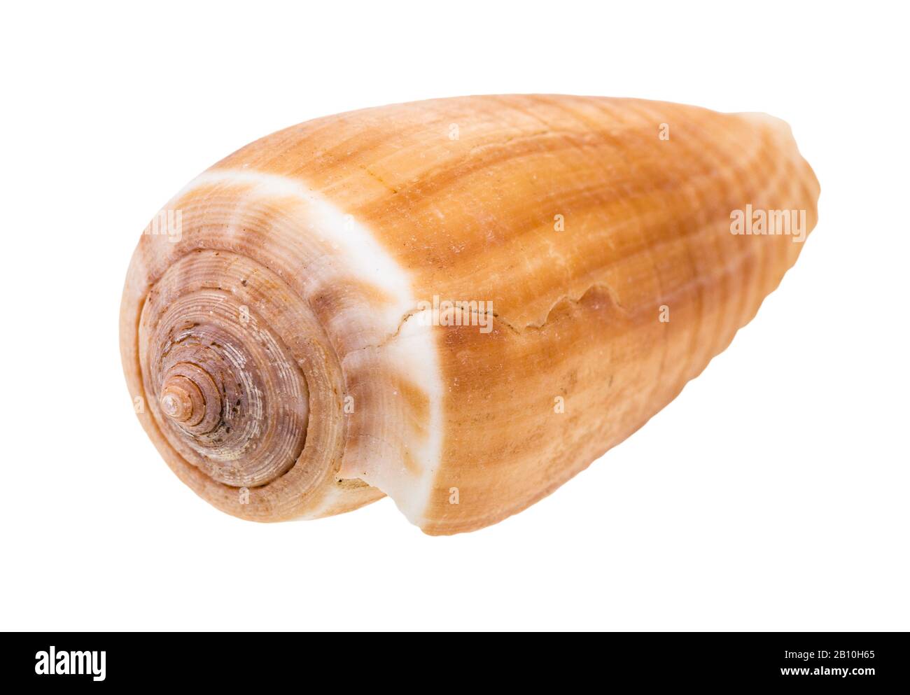 seashell of cone snail isolated on white background Stock Photo - Alamy