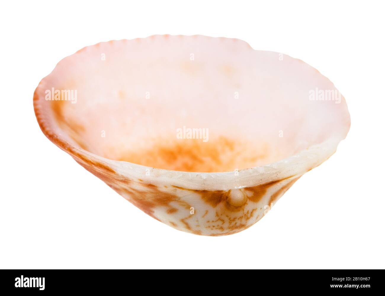 Pink conch hi-res stock photography and images - Alamy