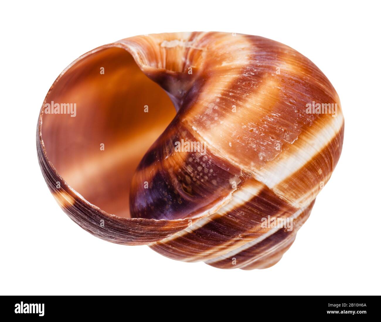 Dried shell edible snail hi-res stock photography and images - Alamy