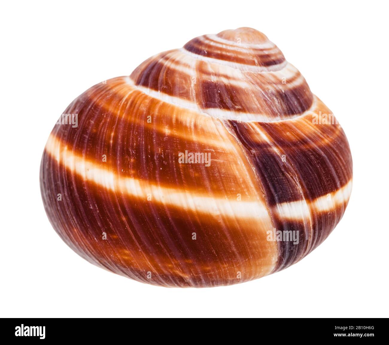 shell of edible snail isolated on white background Stock Photo - Alamy