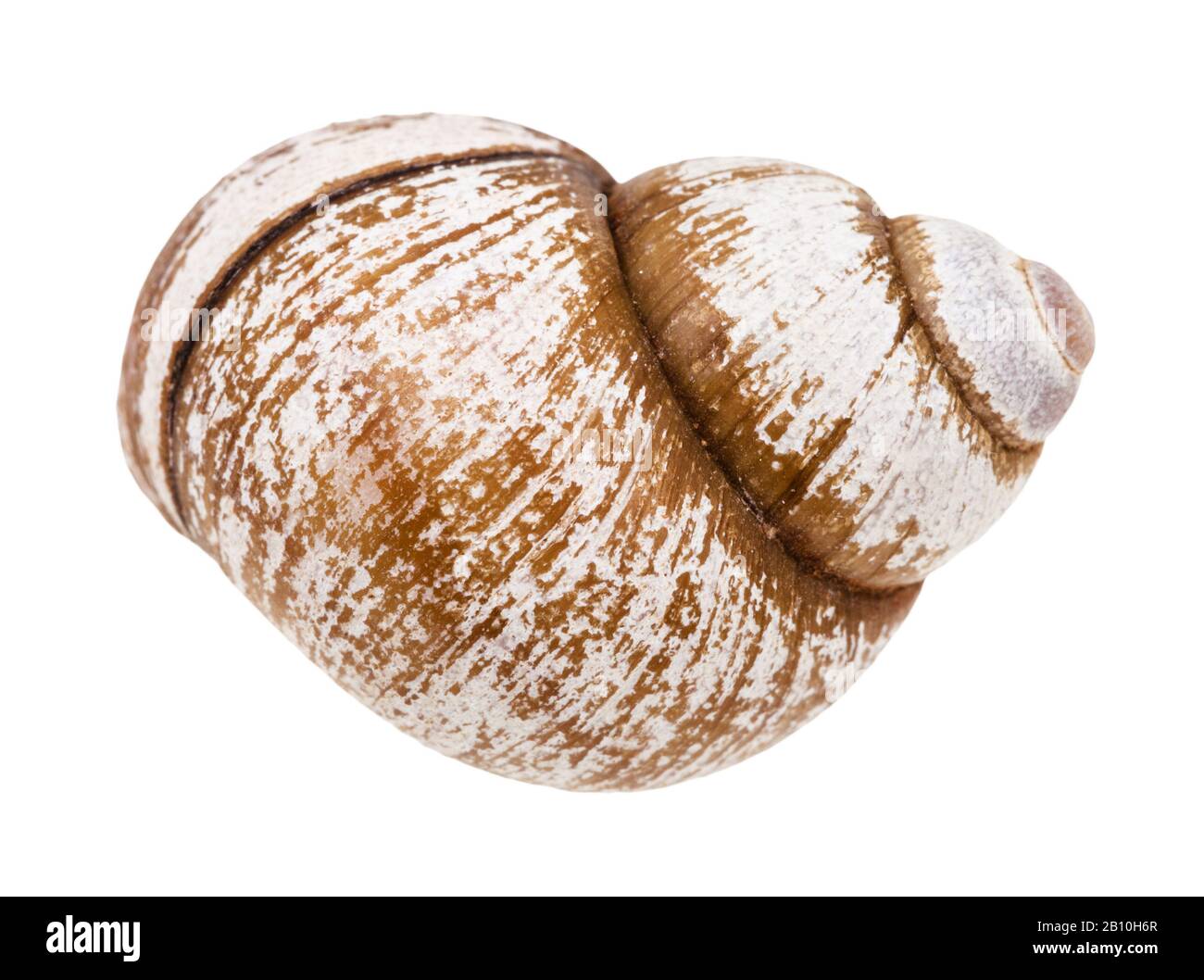 shell of snail isolated on white background Stock Photo - Alamy
