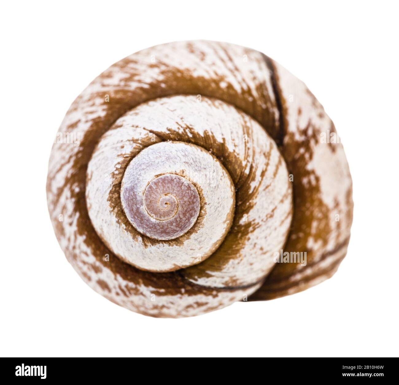 helix shell of snail isolated on white background Stock Photo - Alamy