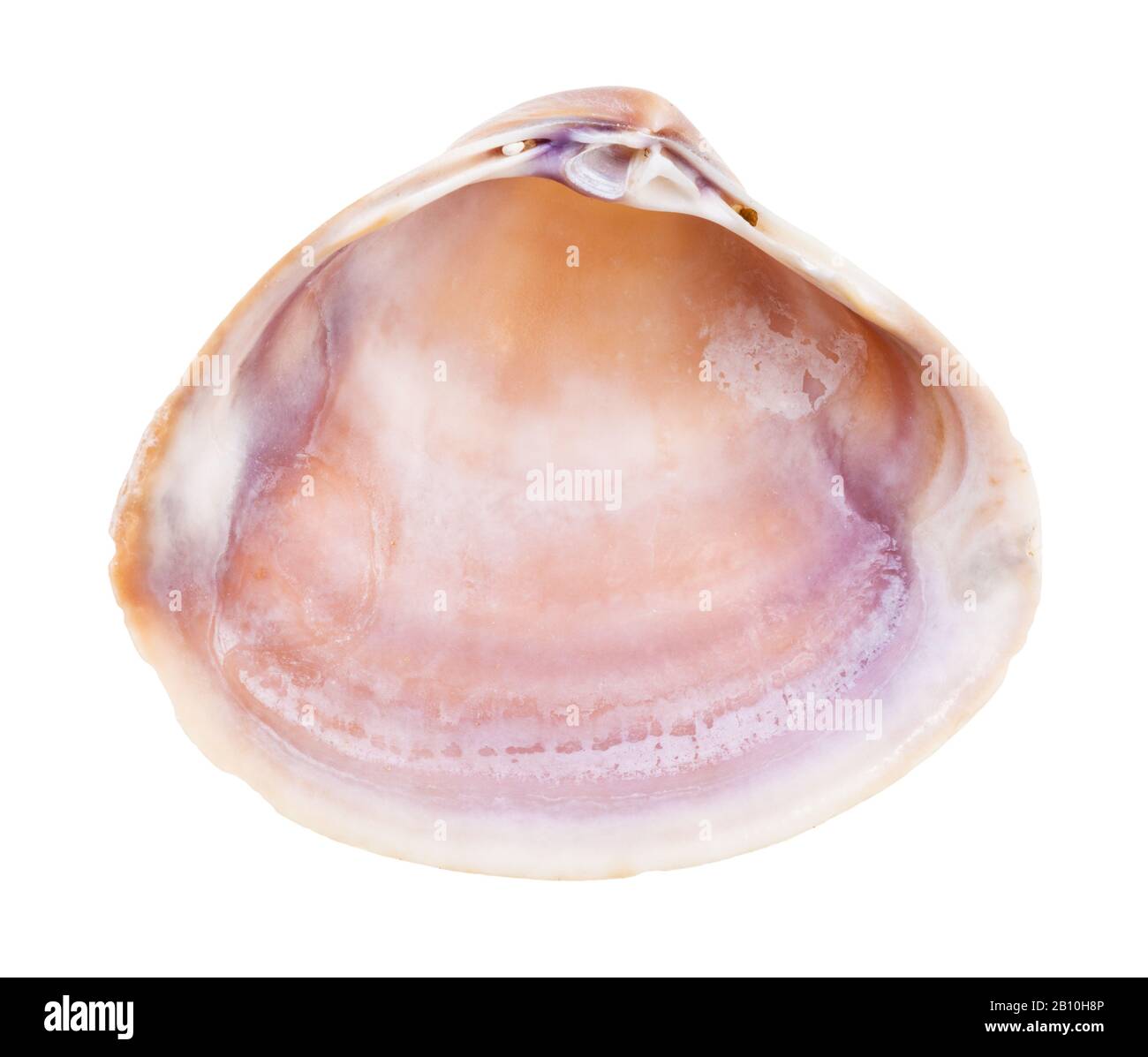 Shellfish inside round conch brown hi-res stock photography and images ...