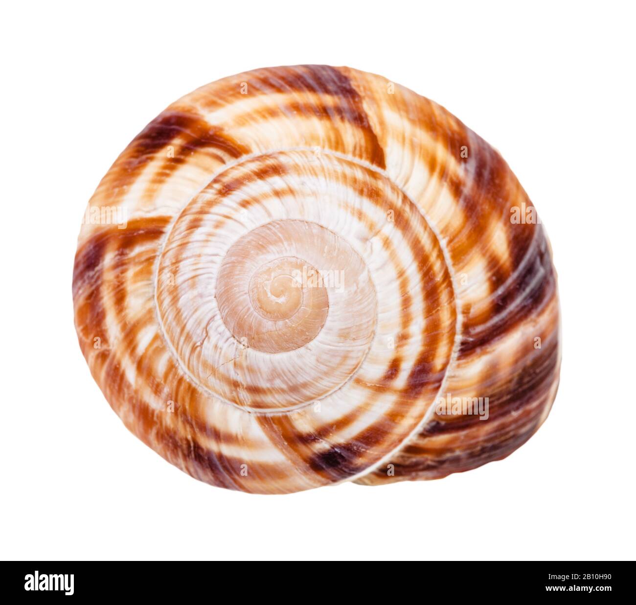 helix shell of burgundy snail isolated on white background Stock Photo ...