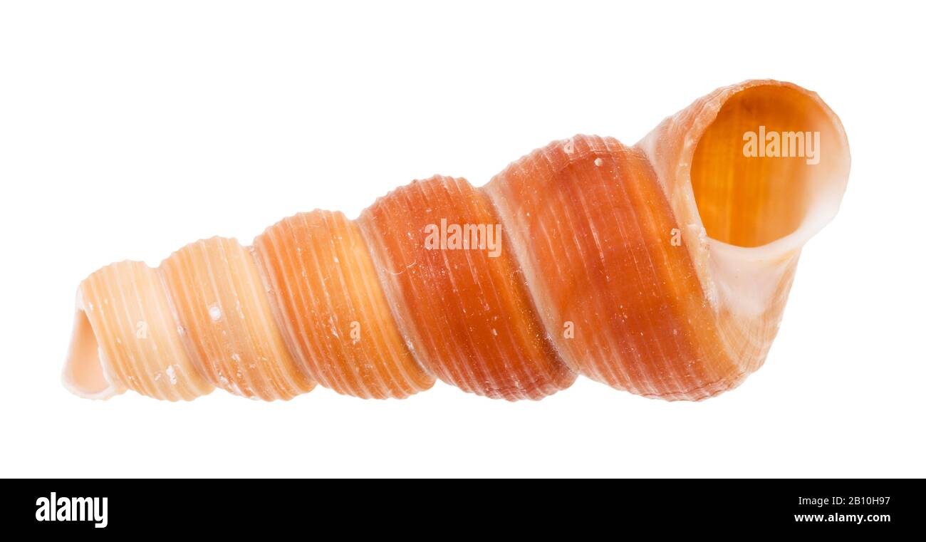 empty seashell of tower snail isolated on white background Stock Photo ...