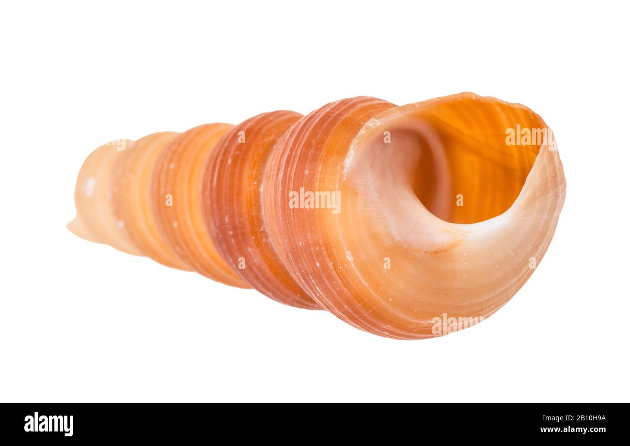 empty shell of tower snail isolated on white background Stock Photo - Alamy