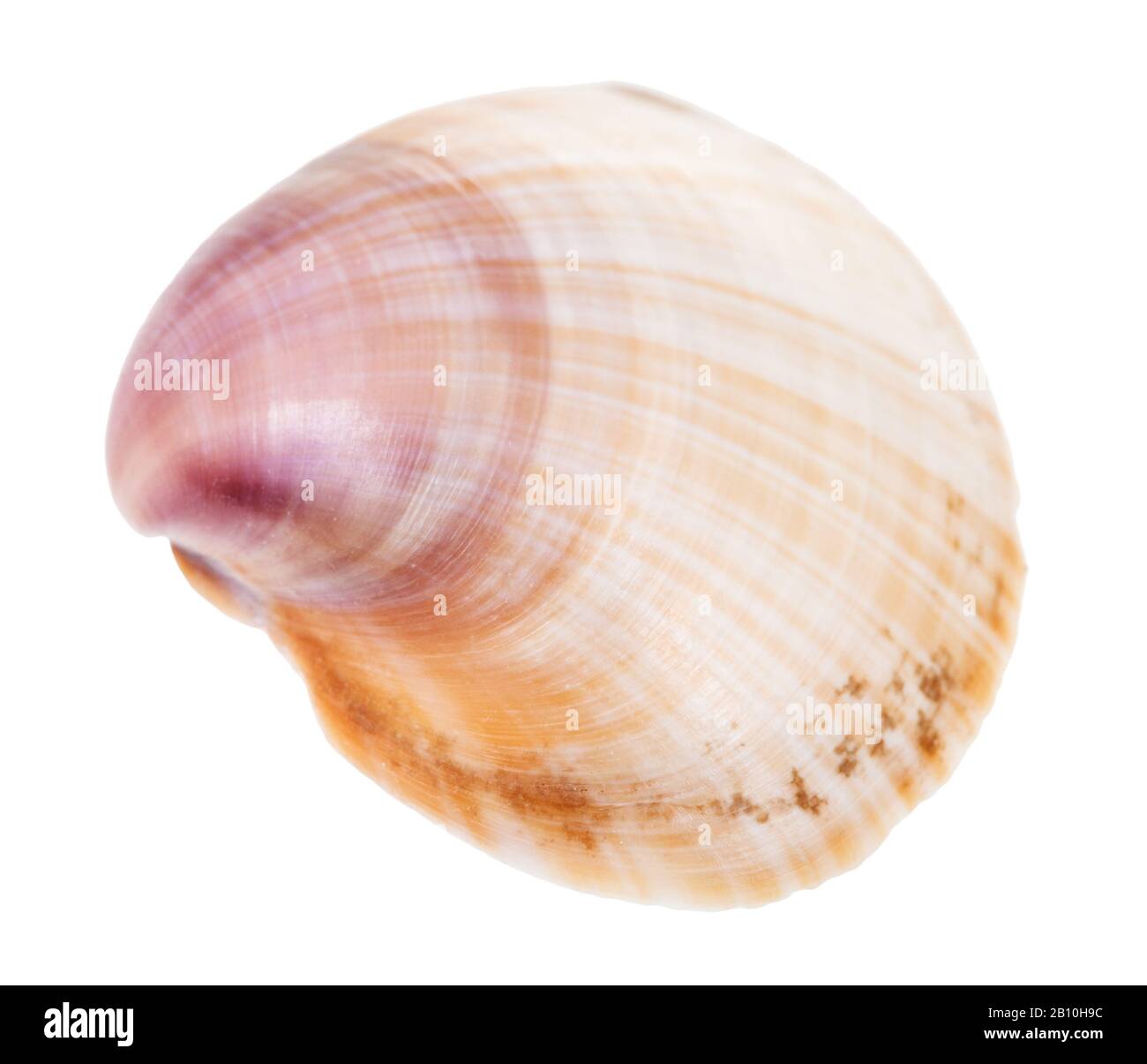 brown and purple shell of clam isolated on white background Stock Photo ...