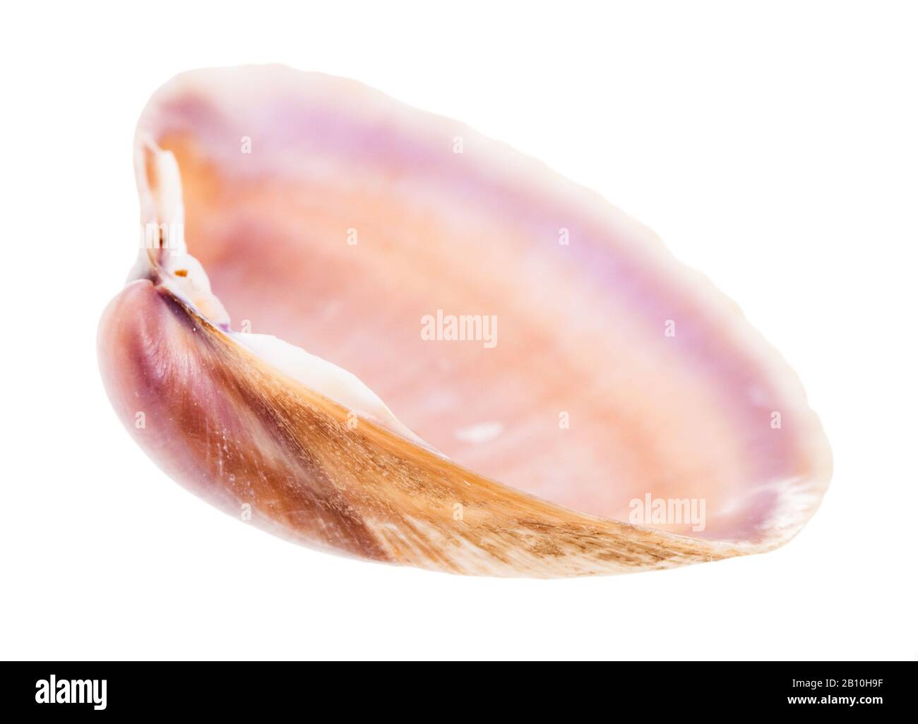 empty brown and purple shell of clam isolated on white background Stock ...