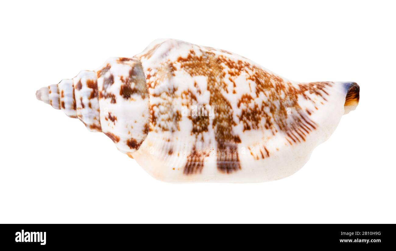 shell of whelk mollusc isolated on white background Stock Photo - Alamy