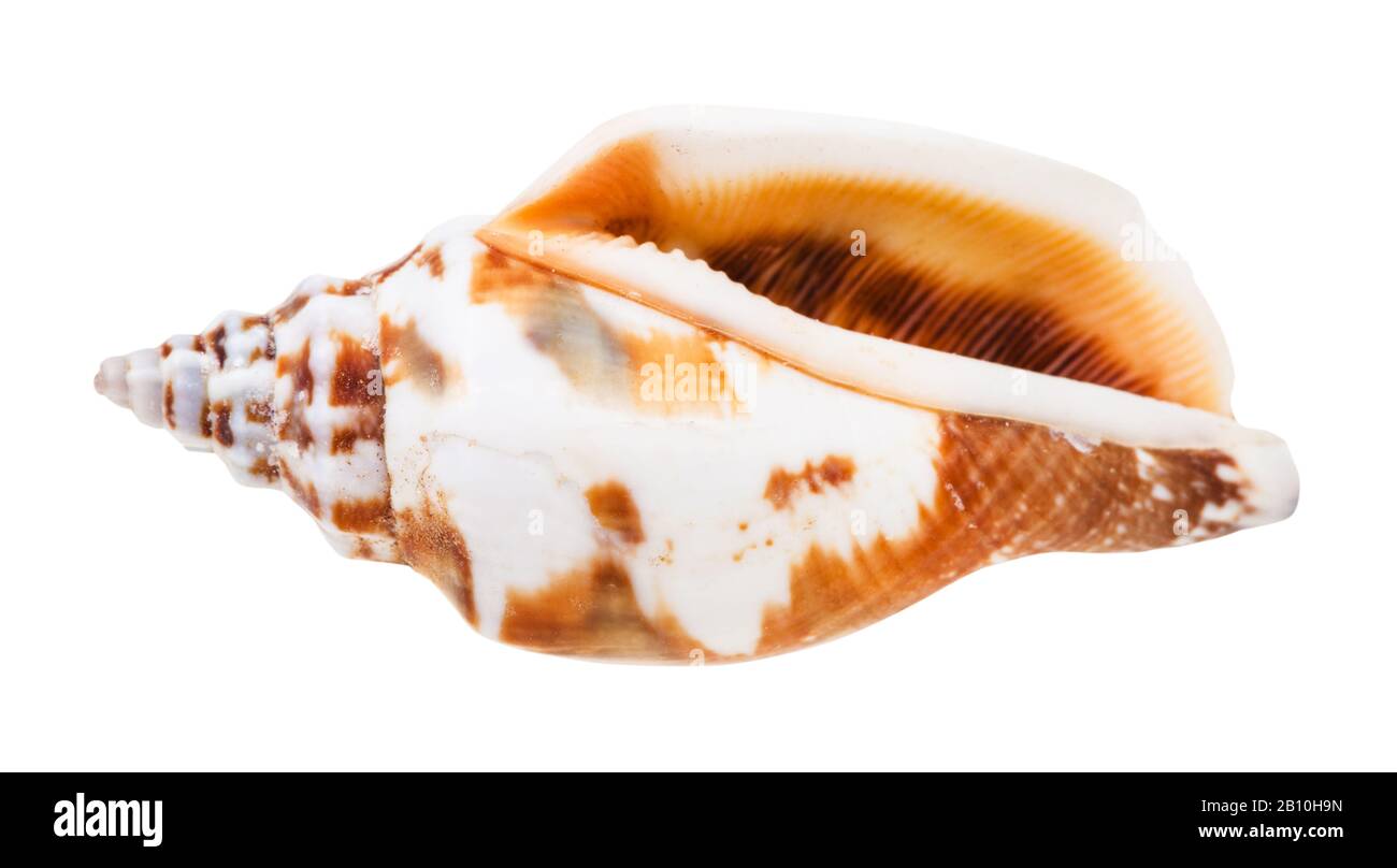 empty conch of whelk mollusc isolated on white background Stock Photo ...